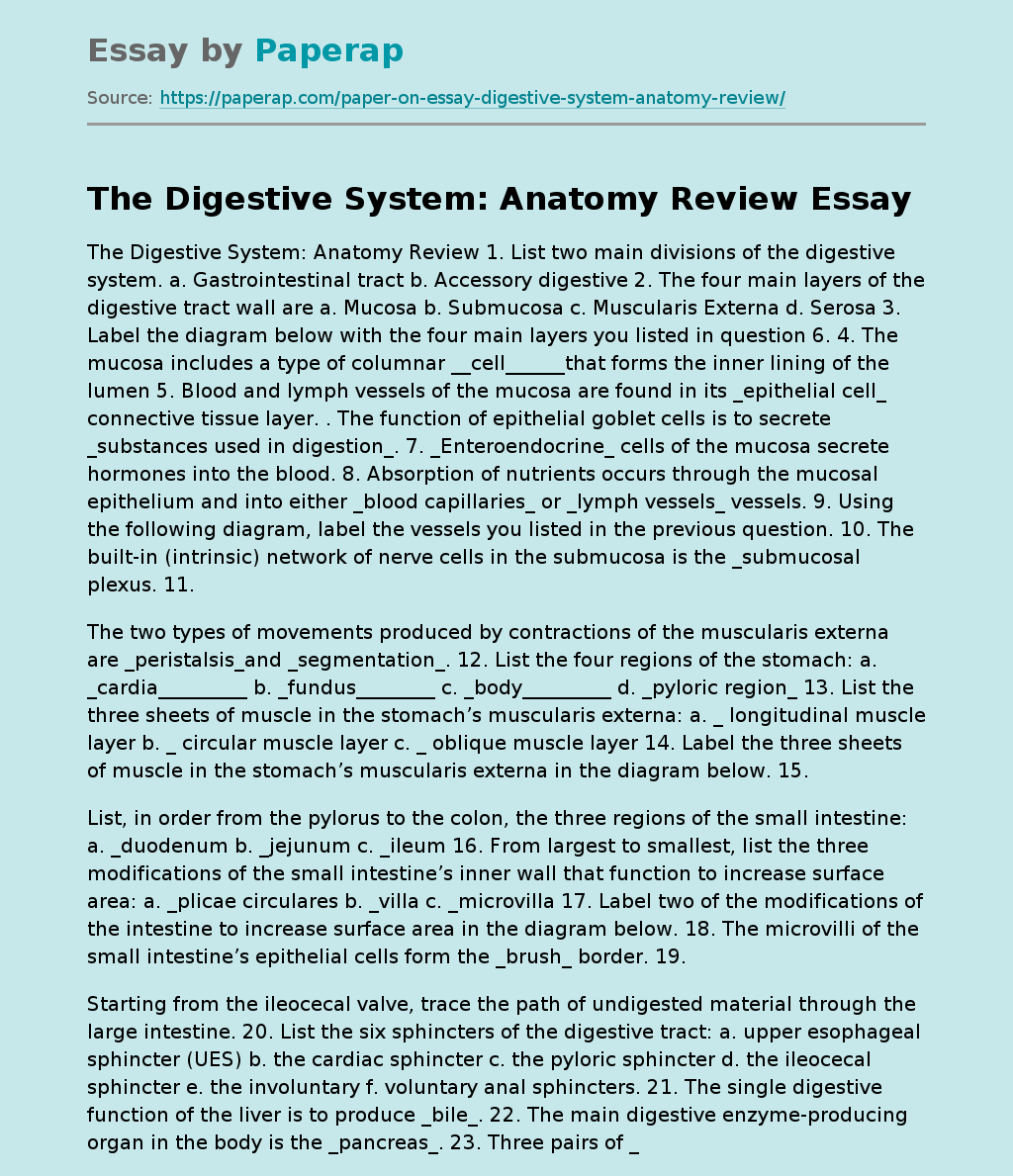 The Digestive System Anatomy Review Free Essay Example